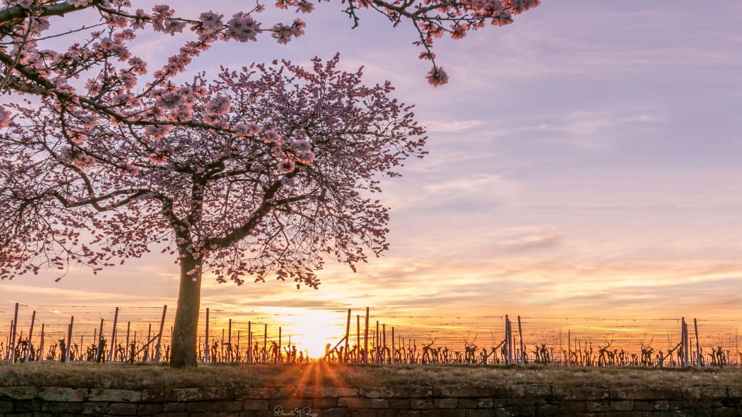 Deutsche Weinstraße: Routen und Karten | ADAC