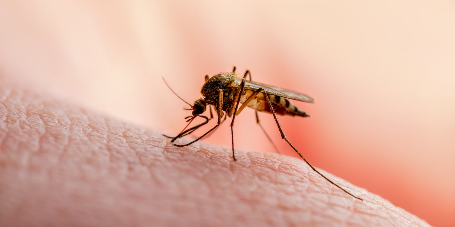 Mücken als Krankheitsüberträger: Diese Mücken sind gefährlich
