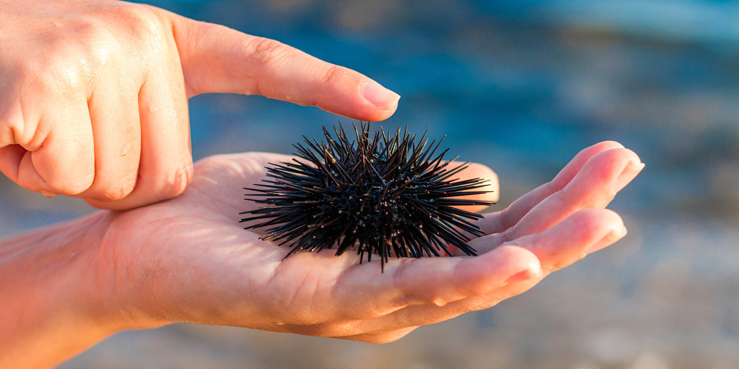 Ist es gefährlich, von einem Seeigel gestochen zu werden?