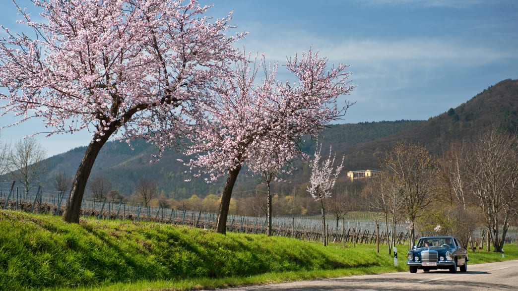 Deutsche Weinstraße: Routen und Karten | ADAC