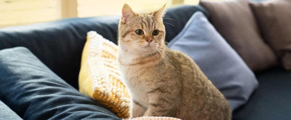 Reiseversicherung mit Hund (oder Katze) - ab 49,50 € im Jahr