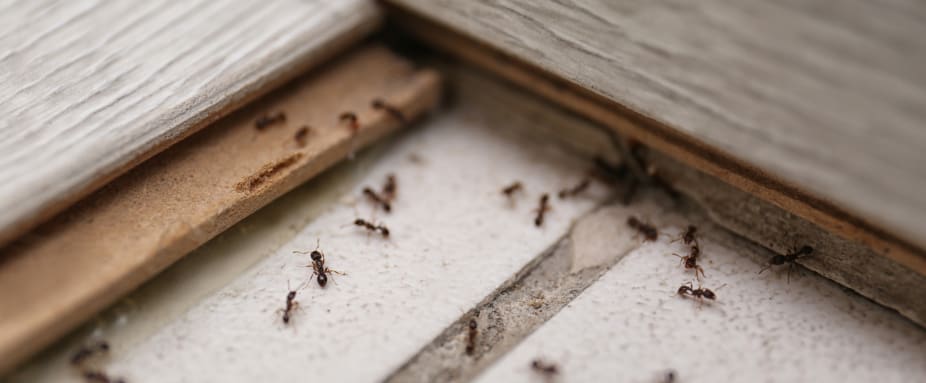 Schädlingsbekämpfung: Mit dem ADAC Zuhause-Schutzbrief