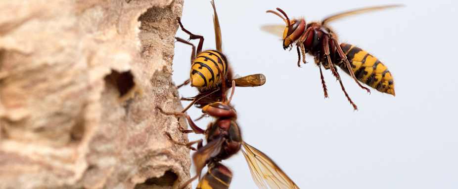 Hornissennest entfernen: Rechtslage, Kosten und Tipps